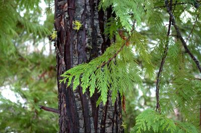 Precise Cedar Tree Trimming by Local Specialists
